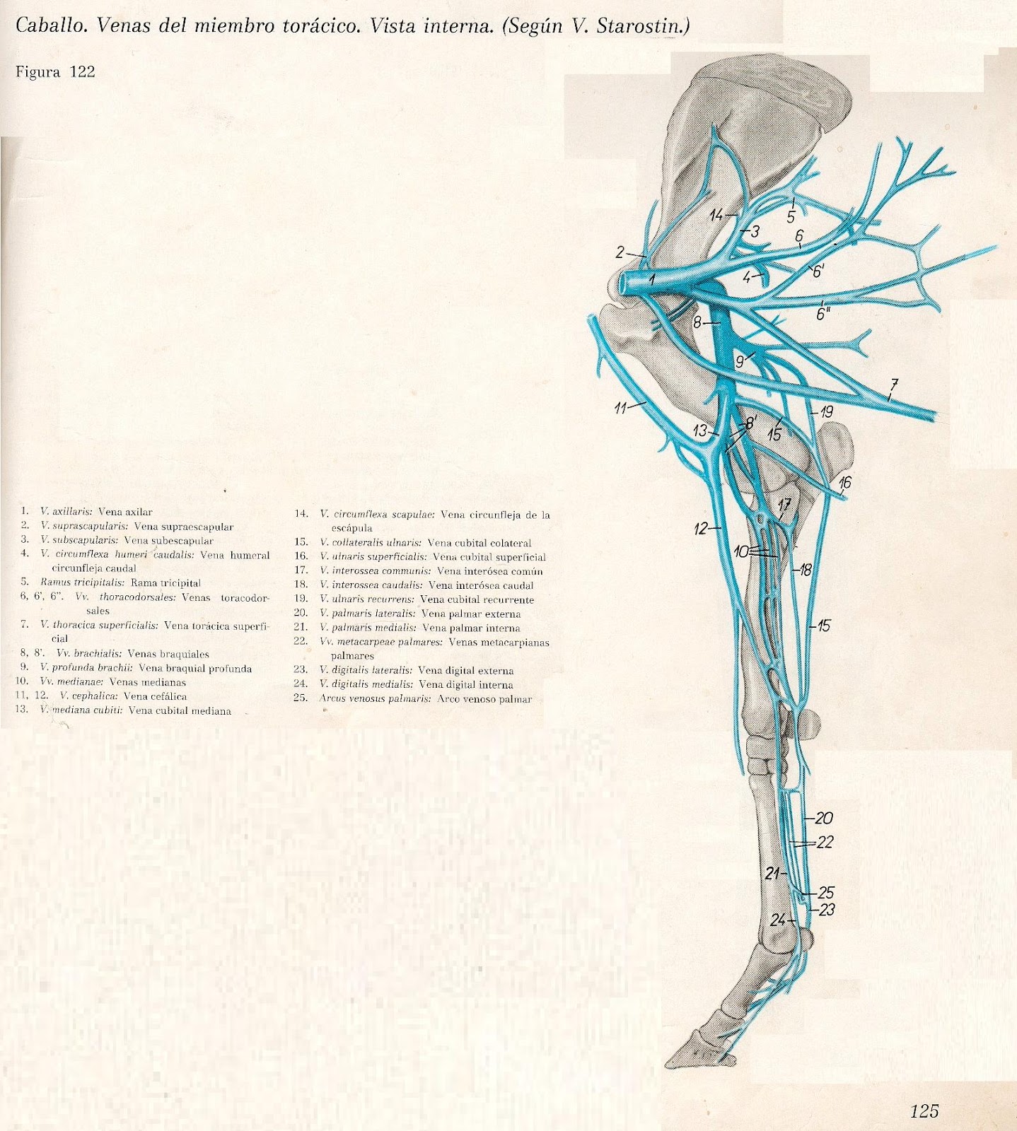 Anatomia Veterinaria: abril 2011