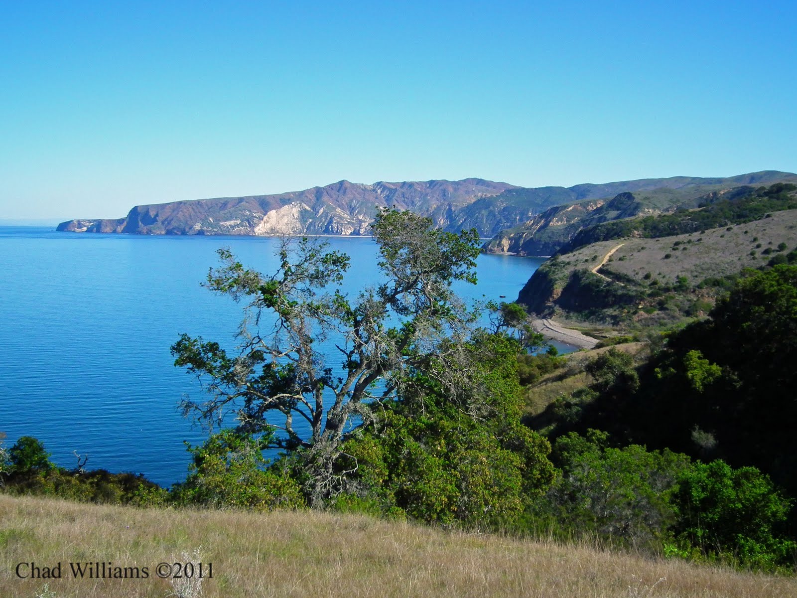 Birding! A Growing Obsession!: Santa Cruz Island, California