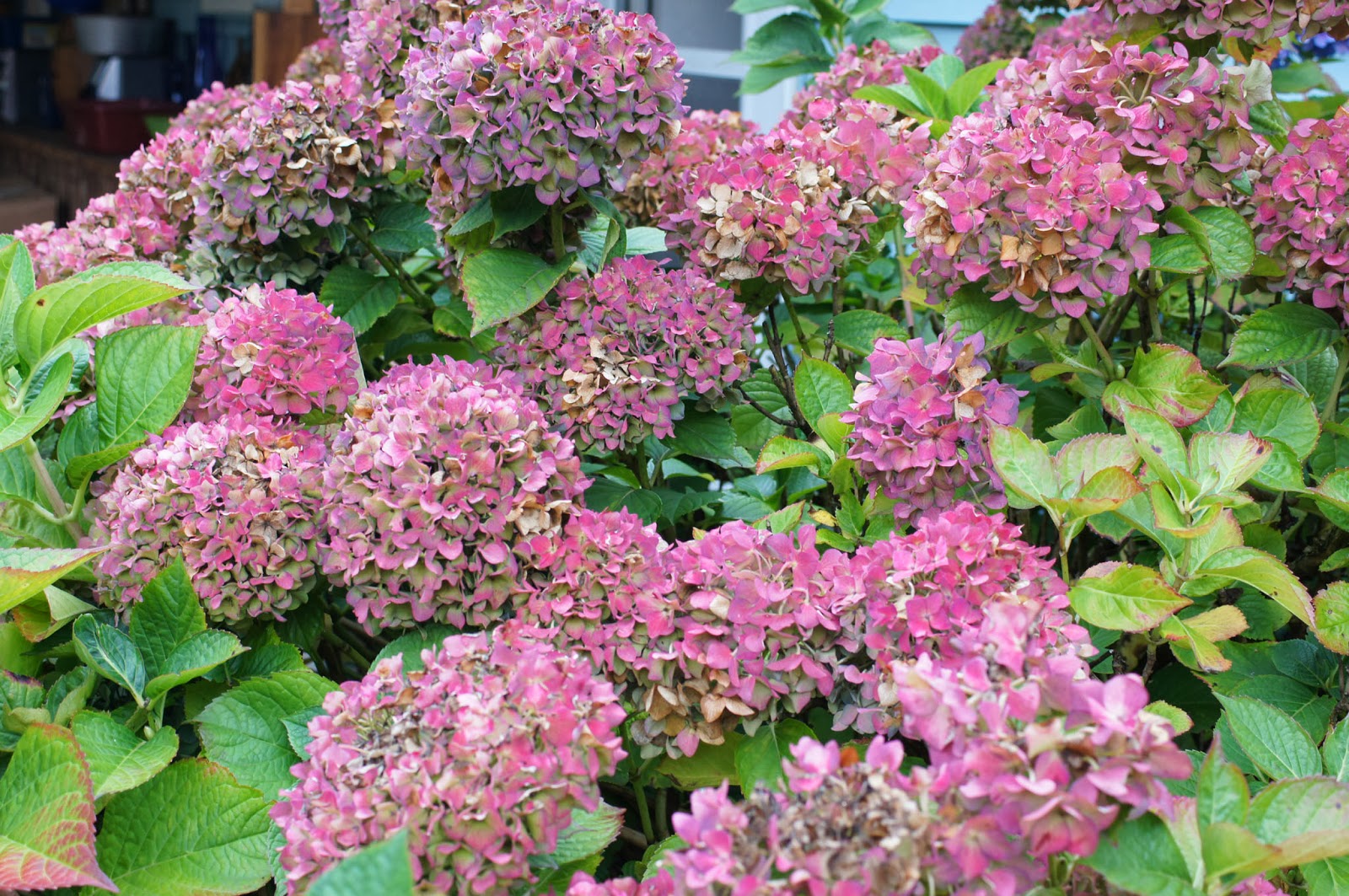 kluless: Autumn Hydrangeas And Other Unexpected Colors