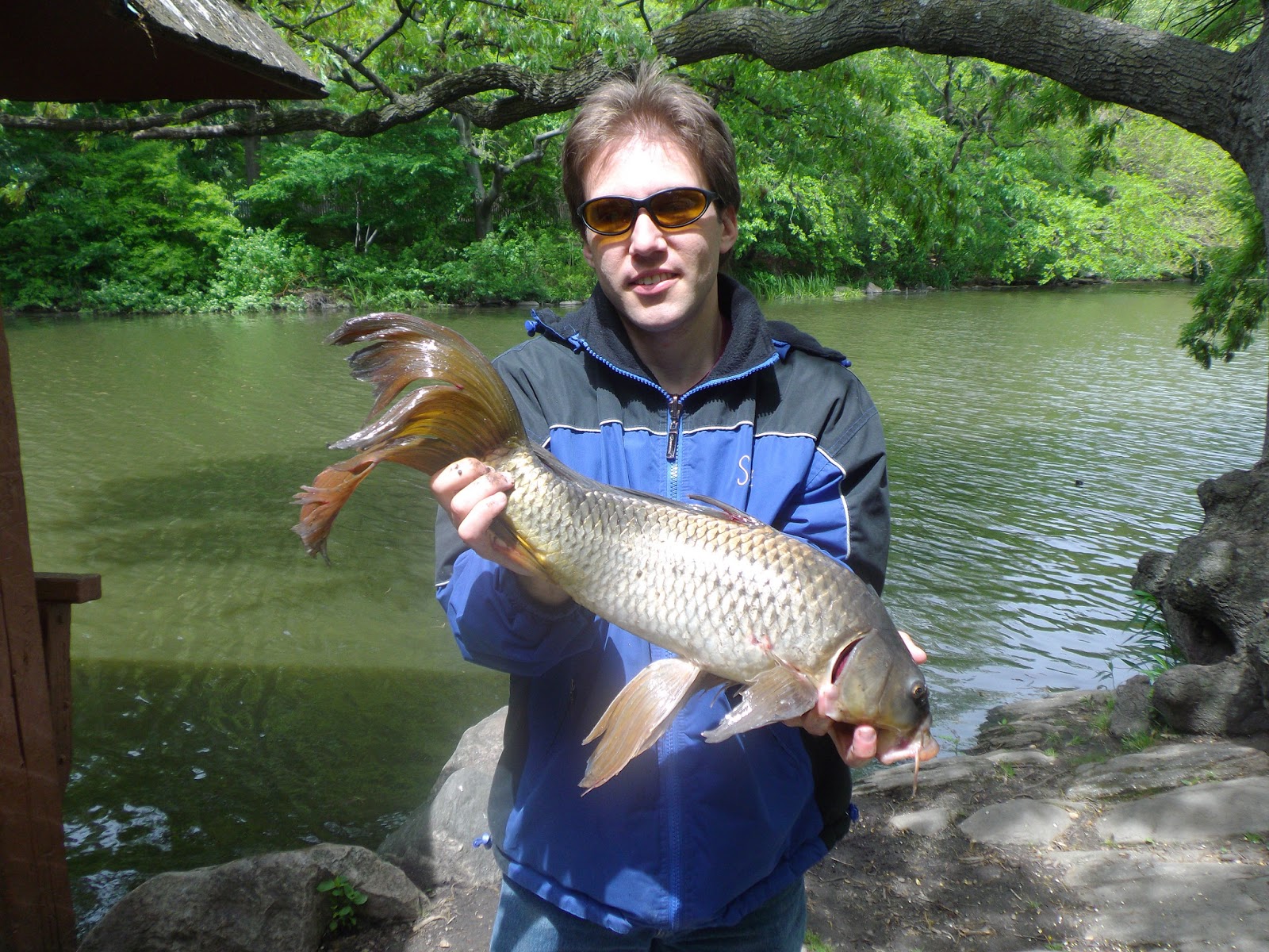 The Great Lakes of NYC: Fantail Carp caught in Central Park