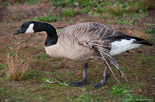 Angel Wing or Slipped Wing/ Bird Diseases: