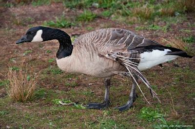 Angel Wing or Slipped Wing/ Bird Diseases: