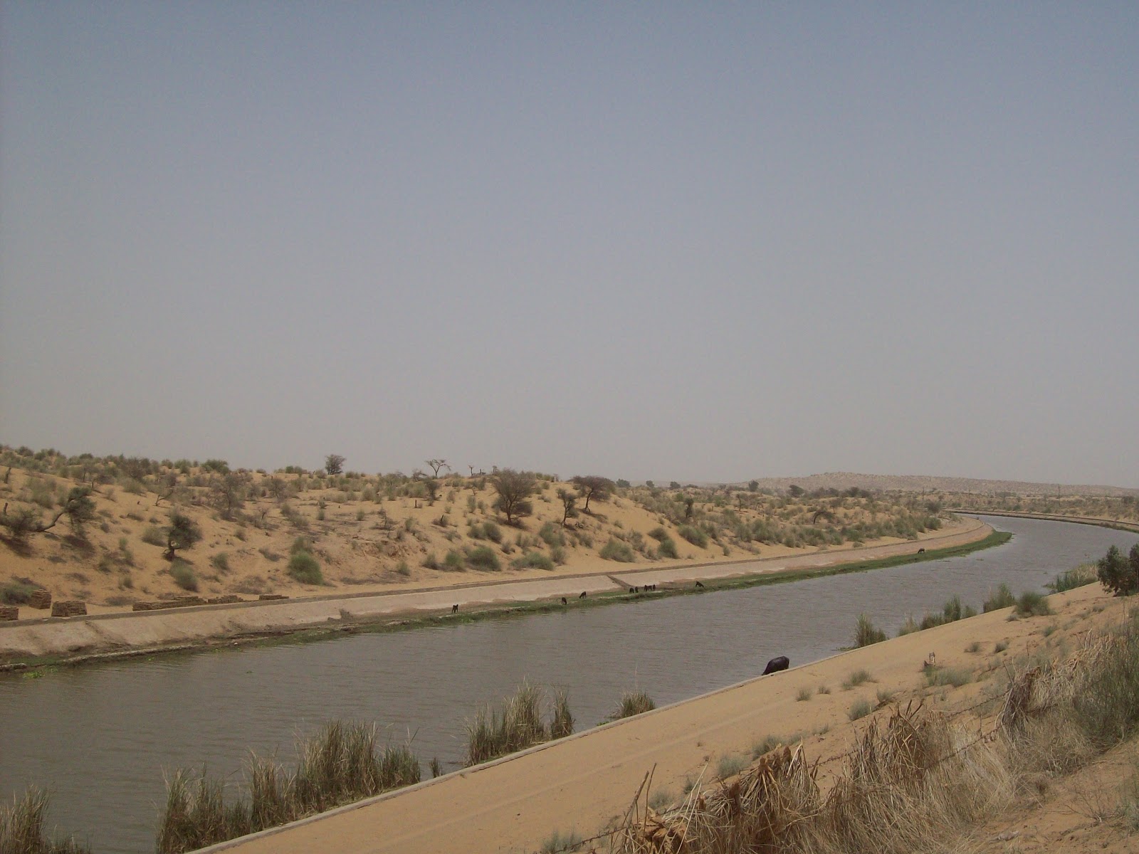 Moving in Sand and Time : Birth of the Rajasthan (IGNP) Canal