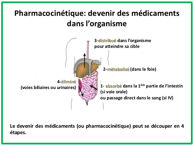 Devenir du médicament dans l’organisme - Dr FADILA - annaba ~ COURS de ...