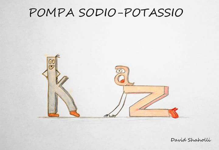 La "pompa" sodio-potassio - Muscles Pit