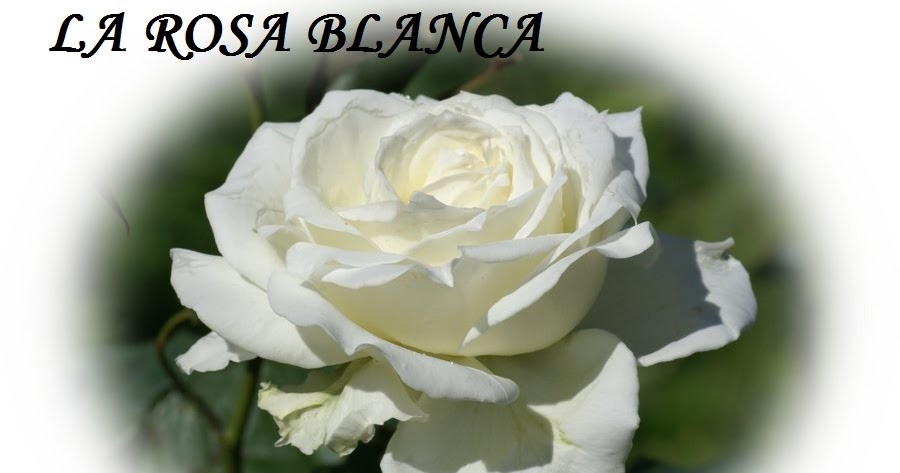 "" MIS PENSAMIENTOS "": LA ROSA BLANCA (CON VERSOS DE:JOSÉ JULIÁN MARTÍ ...