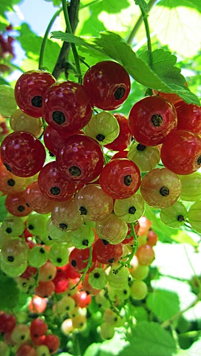 margits bastelstube: Ribisel * Johannisbeere