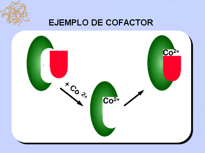 BIOLOGÍA 3º SECUNDARIA: Enzimas