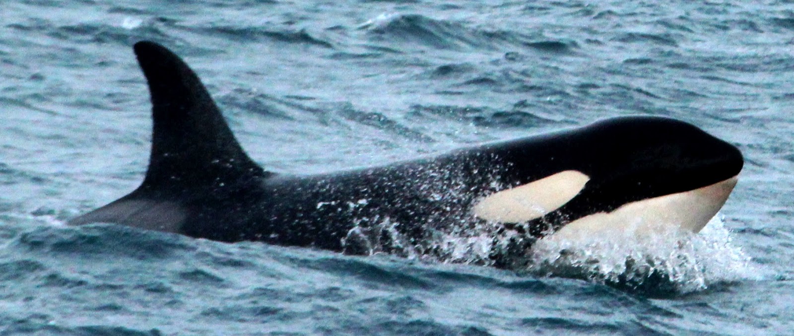 Orca Aware: Your Guide to Orca in UK Waters
