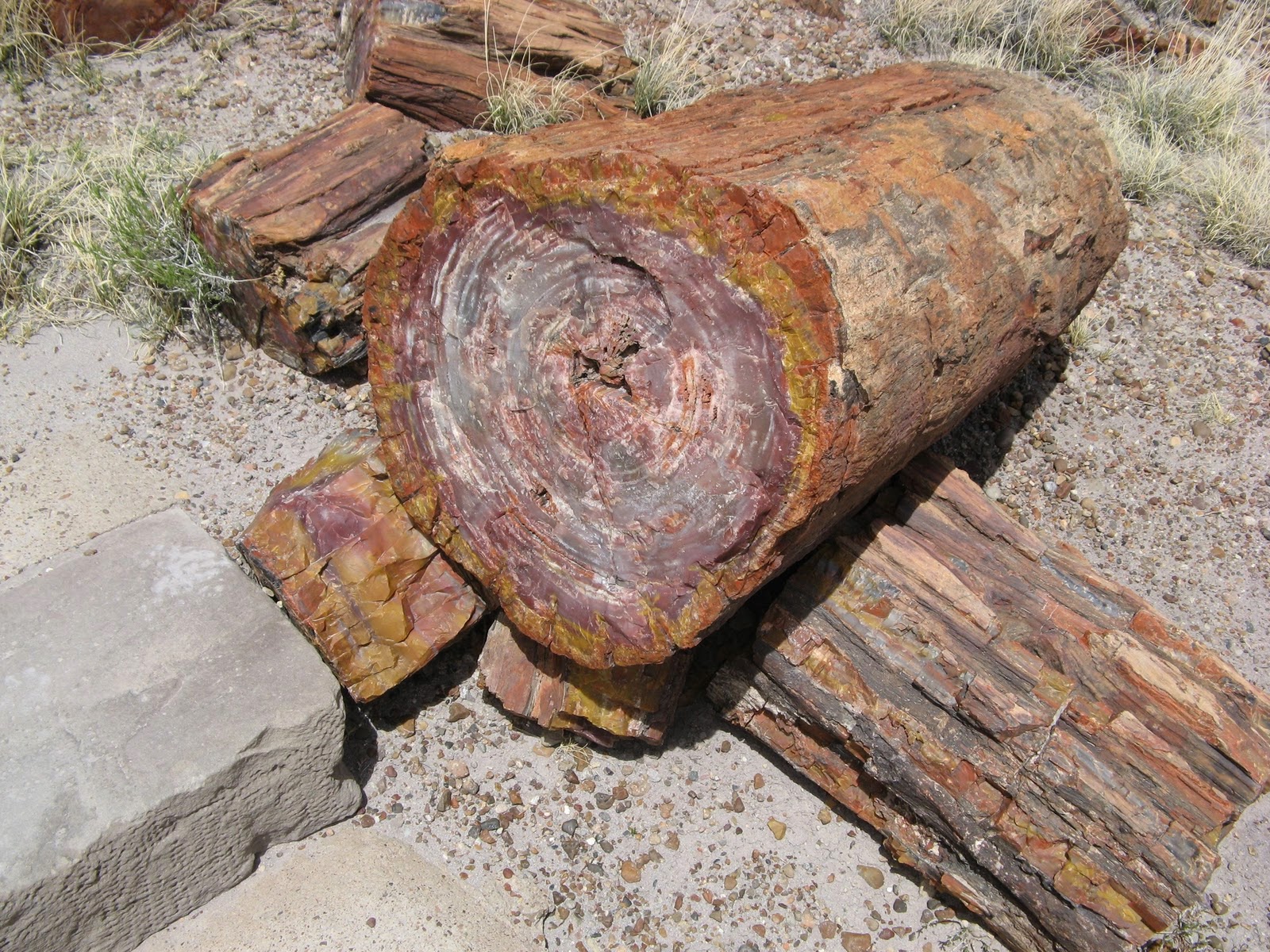 Petrified Forest: trees bearing the secrets of the past 225 million ...