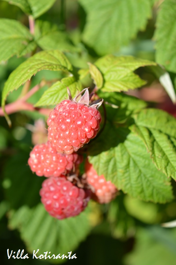 Villa Kotiranta: Oma maa vadelma, naapurin maa mustikka!