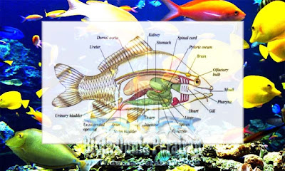 Mengenal Struktur Serta Fungsi Sistem Pencernaan Pada Ikan - bangyosNET ...
