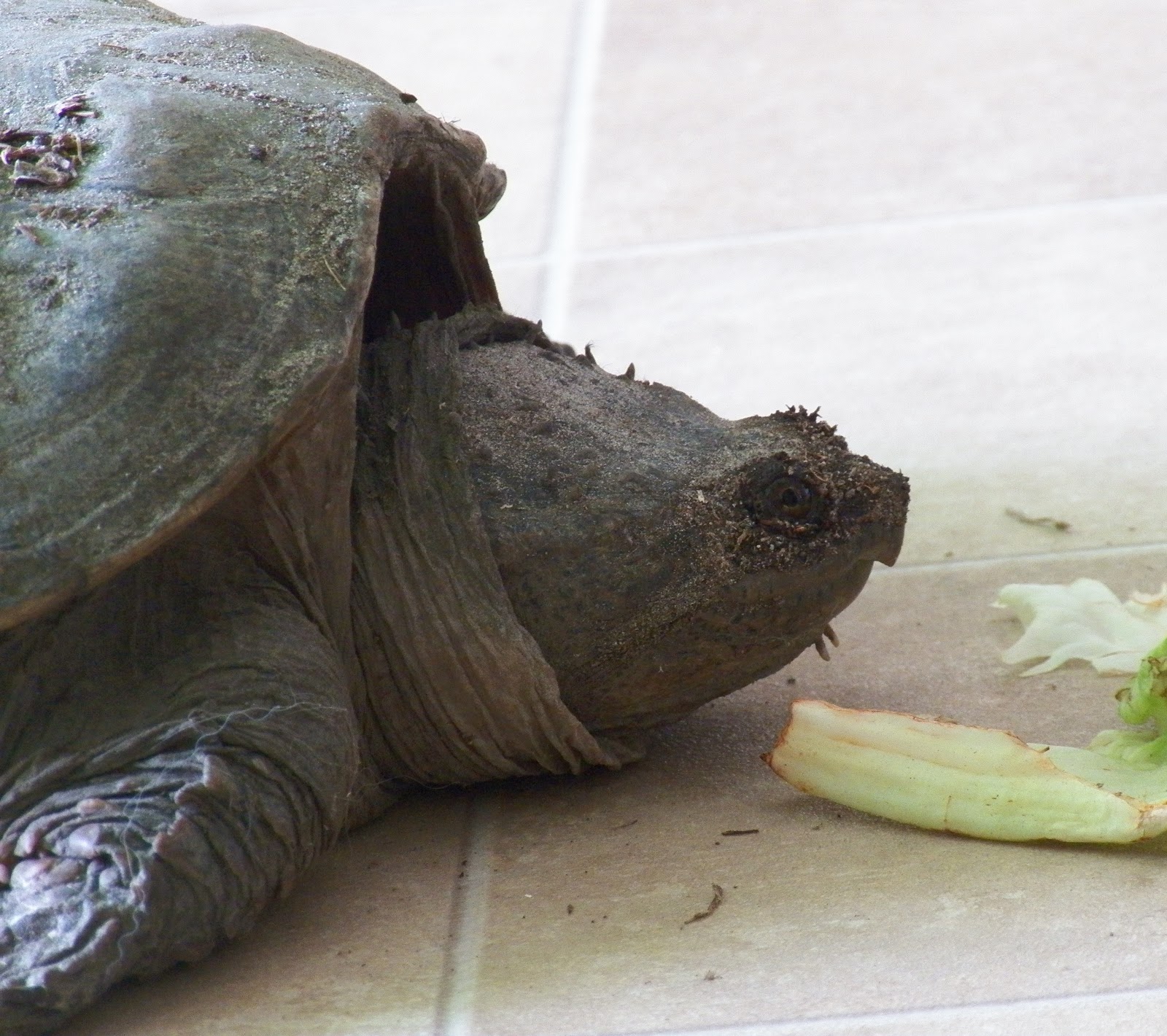 My Backyard: Florida Snapping Turtle