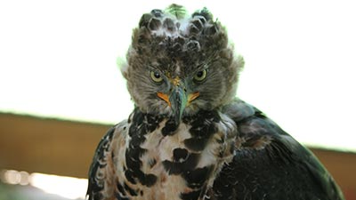 Here Are the 10 Most Dangerous Predator Birds in the Air