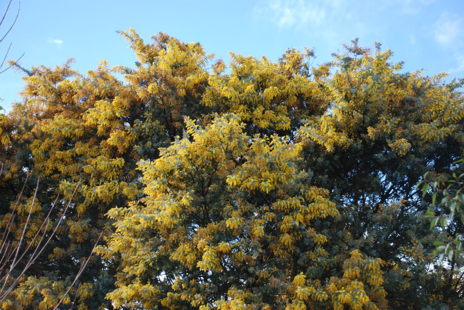 GeorgyG Design: Wattle tree - to go or stay?