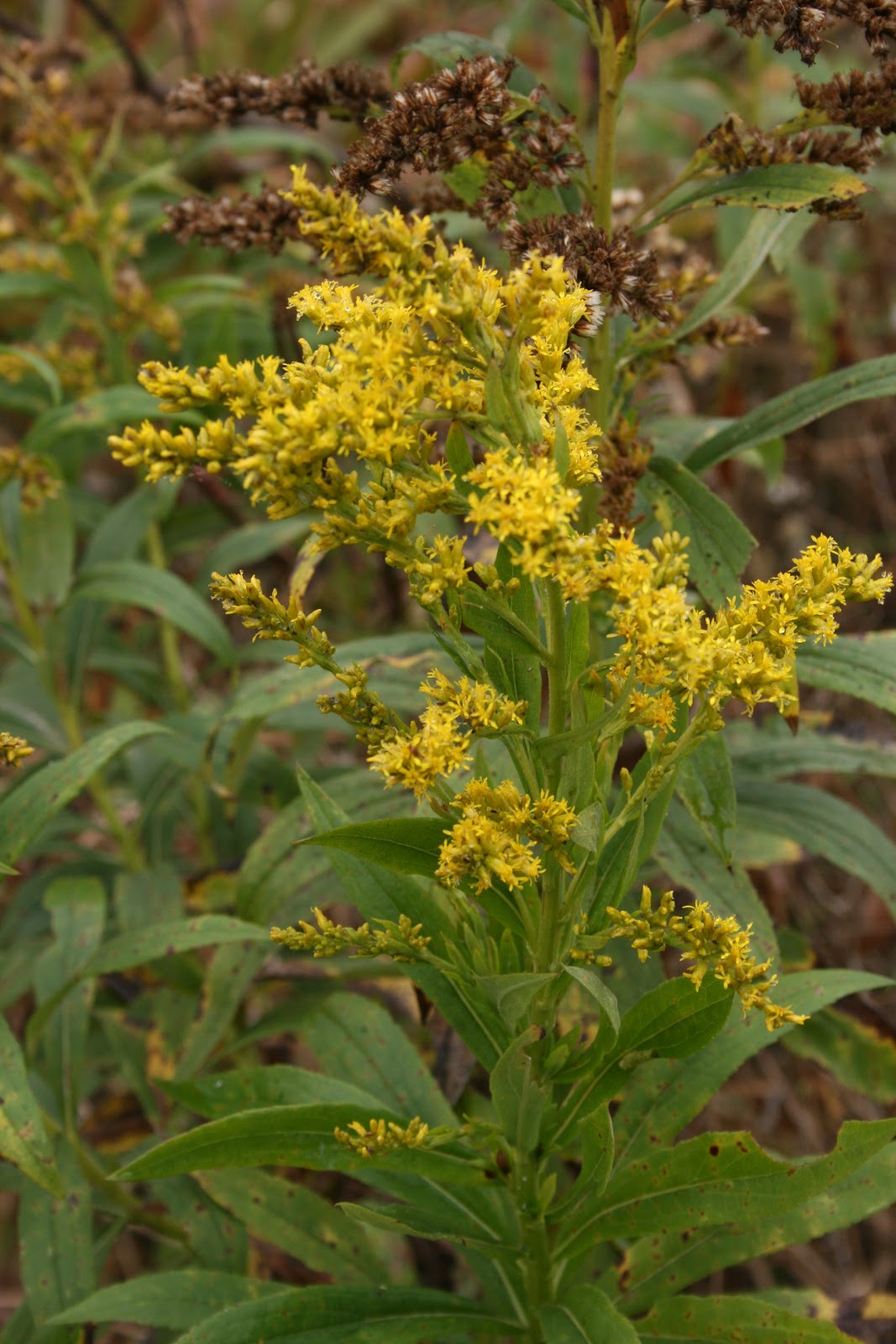 Native Florida Wildflowers: Canada Goldenrod - Solidago canadensis