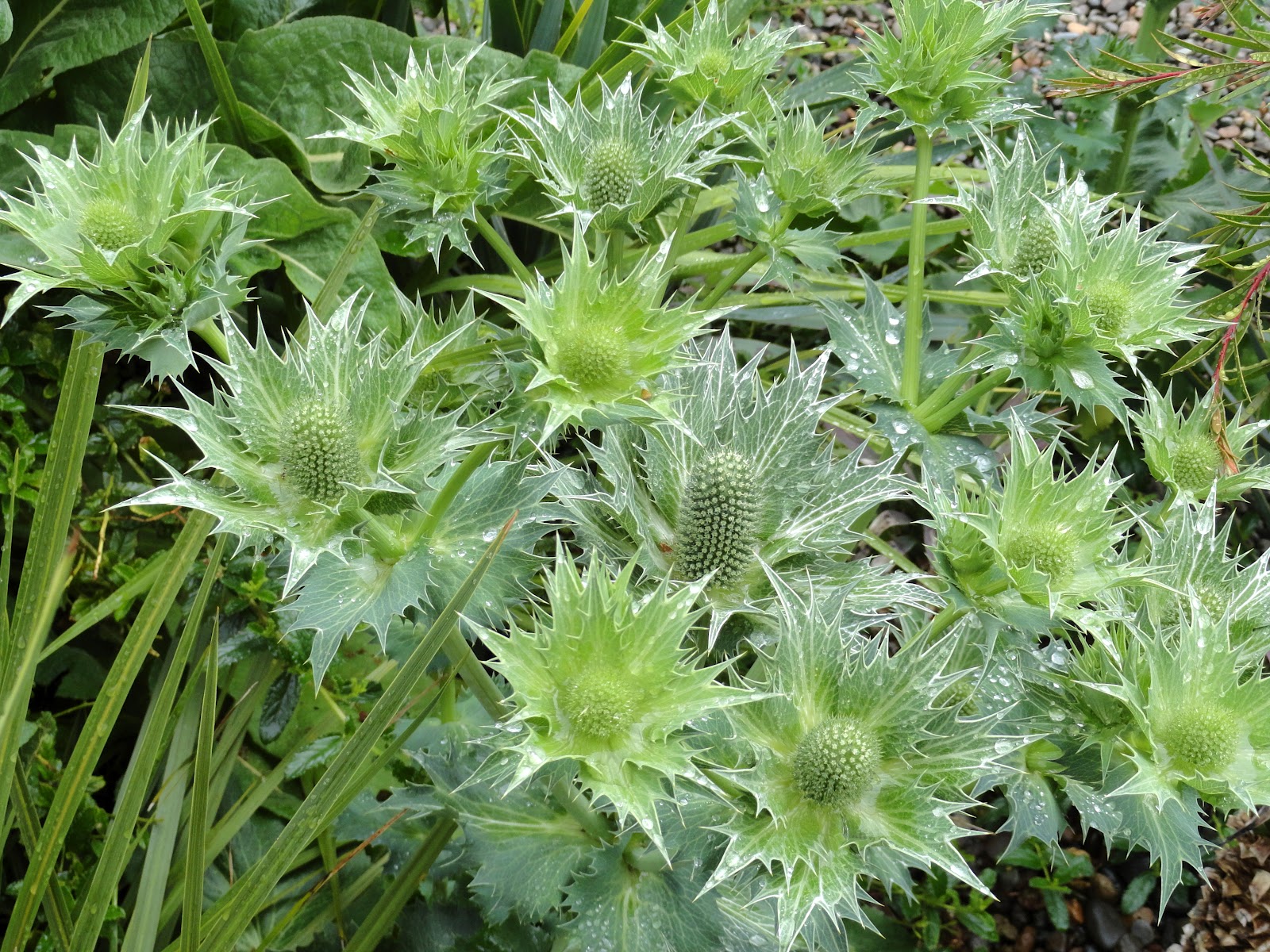 danger garden: June 2012, Bloomday…