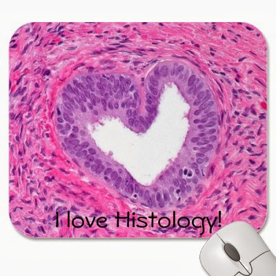 Dig Deep Into Histology