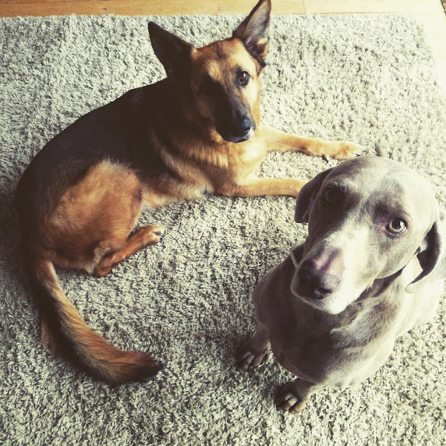 How to Start House Sitting? A Guide for Beginners | Travelling Weasels