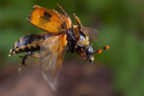 El ojo del buitre: Insectos - Necrófago (Necrophorus vespillo)