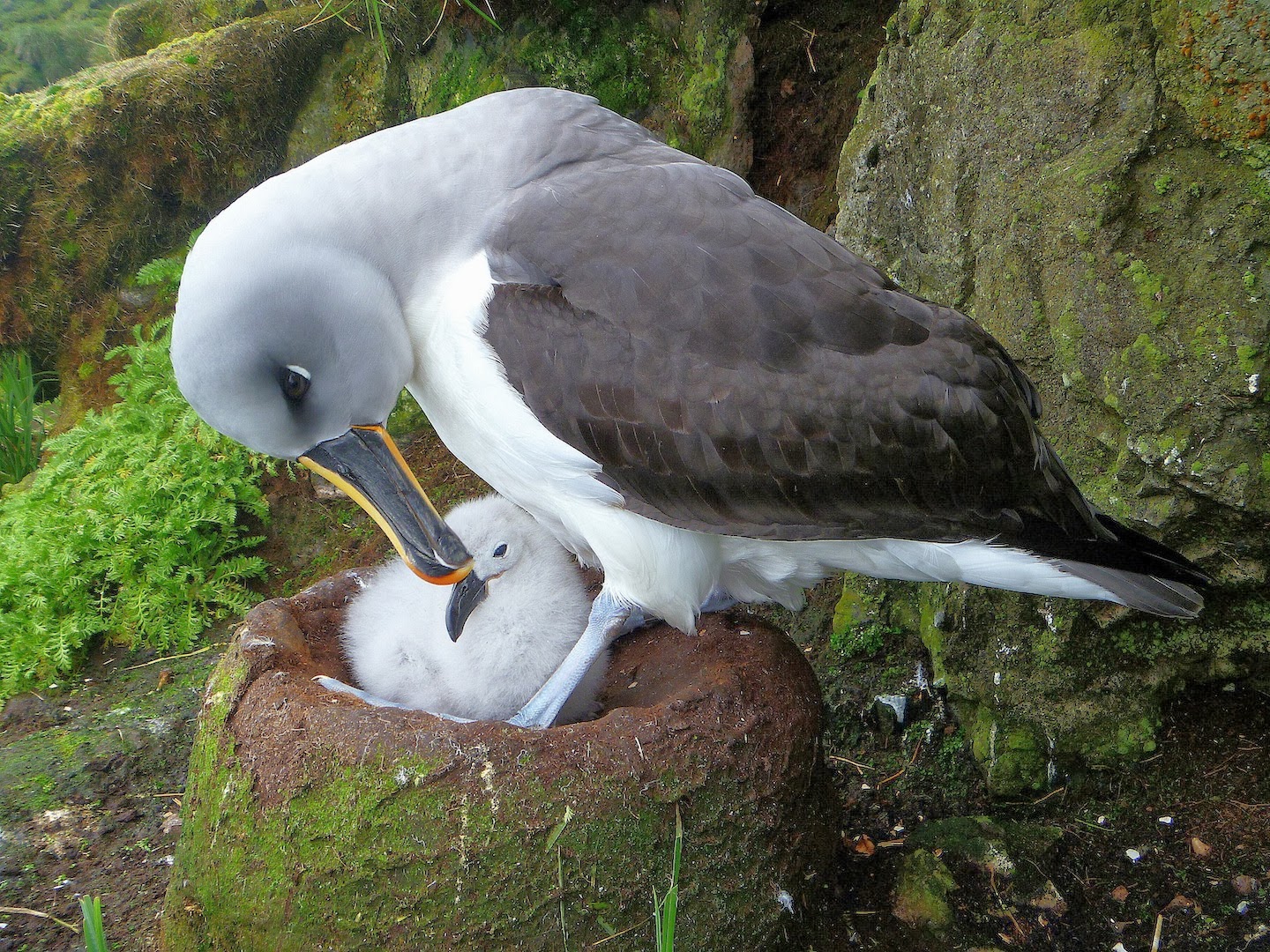 Macquarie Island Adventure: Albatross
