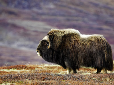 Musk ox | The Life of Animals