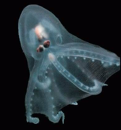 ANIMALES DE LA FOSA MARINA: Fosa de las Marianas