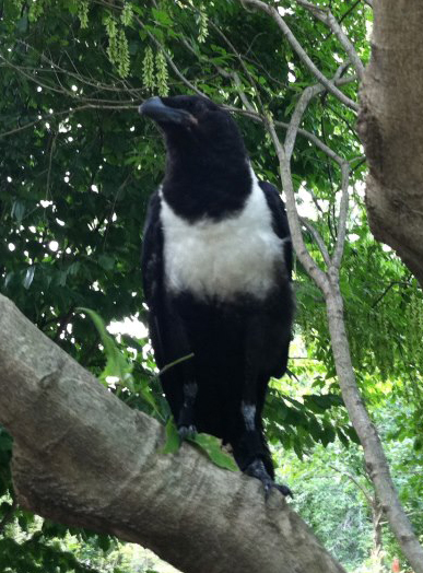 the Annandale Blog: Diva, an exotic pet crow, lost near Green Spring ...