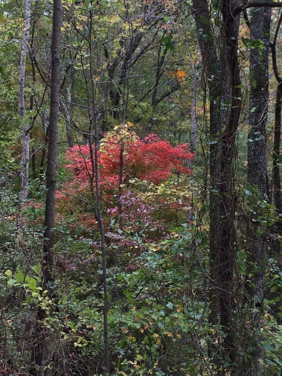 The Arthritic's Guide to Hiking in Northwest Georgia: The Georgia ...