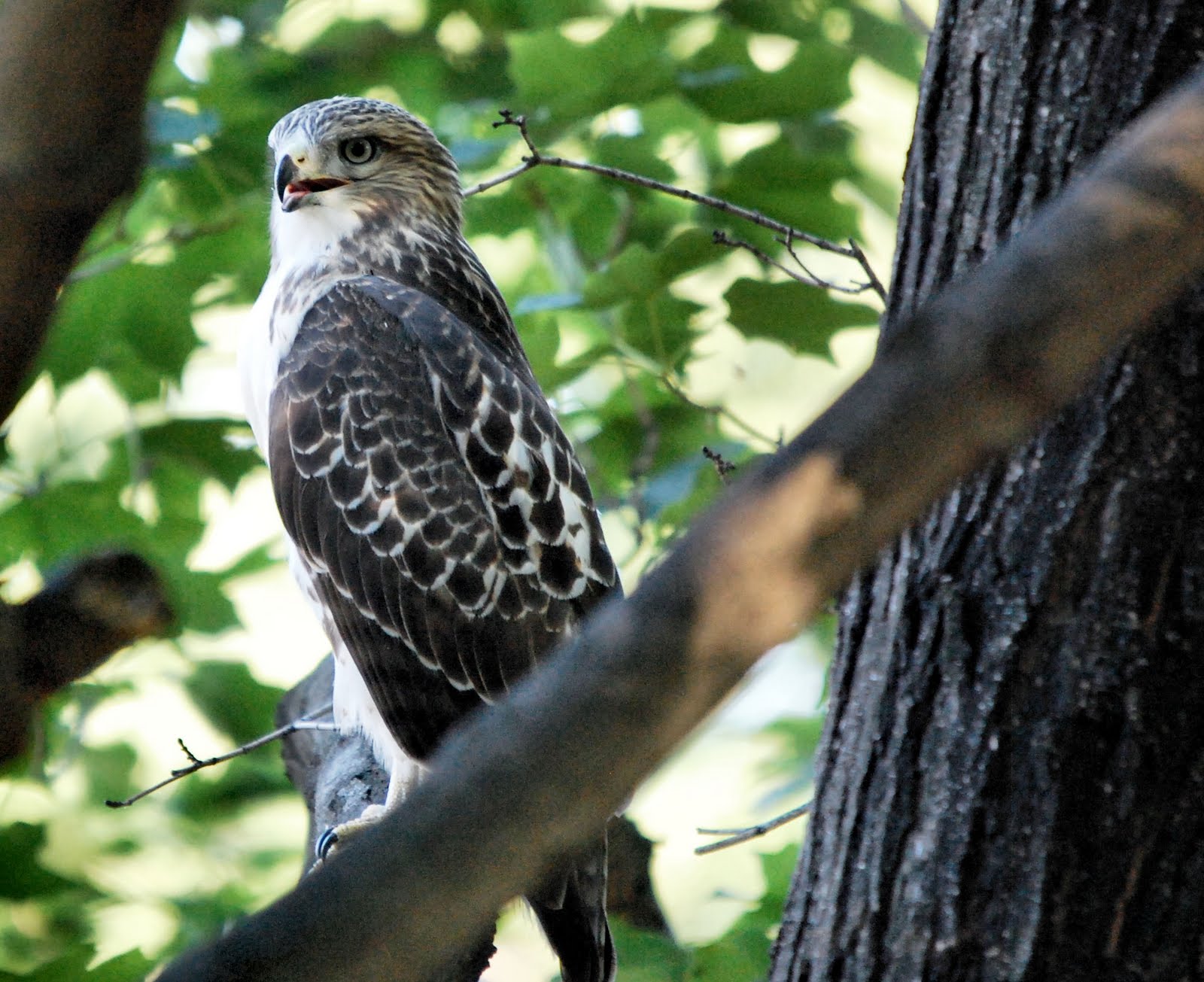 Hawkwatch at the Franklin Institute: News of #3 - and an eyass finally ...