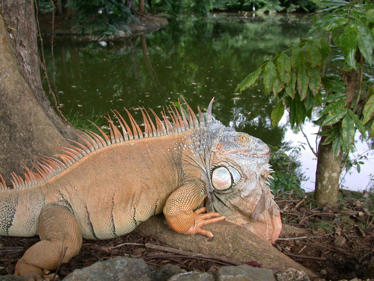 THE ANIMAL for JUST: Reproductive Cycle and Family Habits iguana