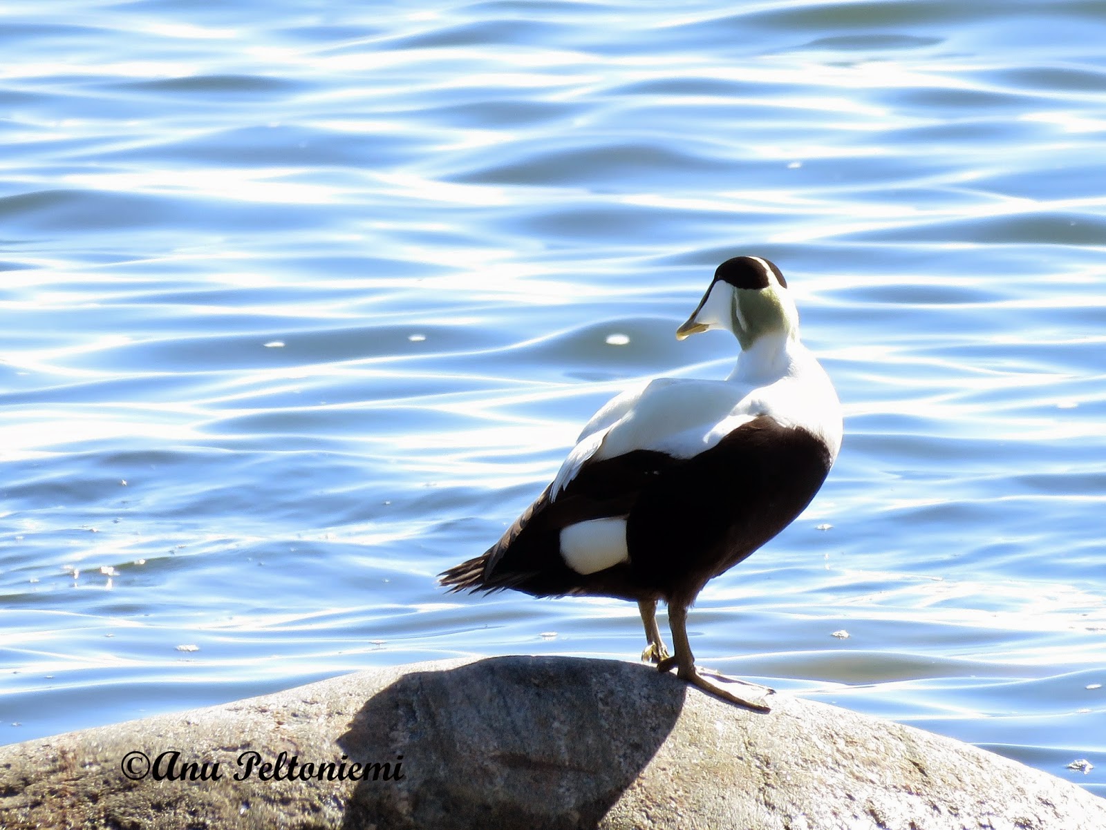 Lintuilua - Birding: Haahka