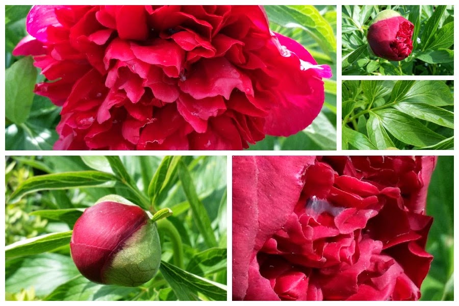 De Groene Hof: Bloem van de week: Pioenroos