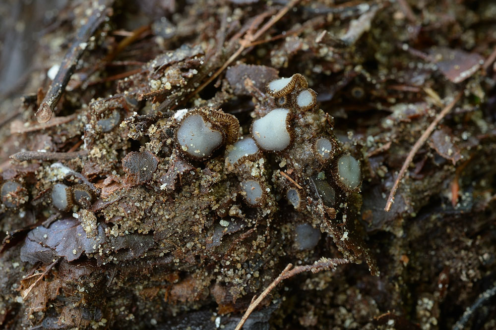 Funghi Teramani: Trichophaea woolhopeia (Cooke & W. Phillips) Arnould