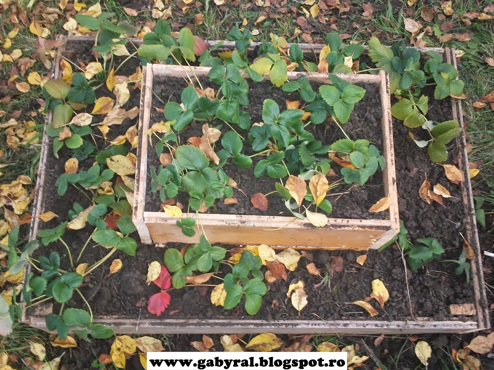 Strat inaltat de capsuni | BRICOLAJ - GRADINA - SFATURI si IDEI