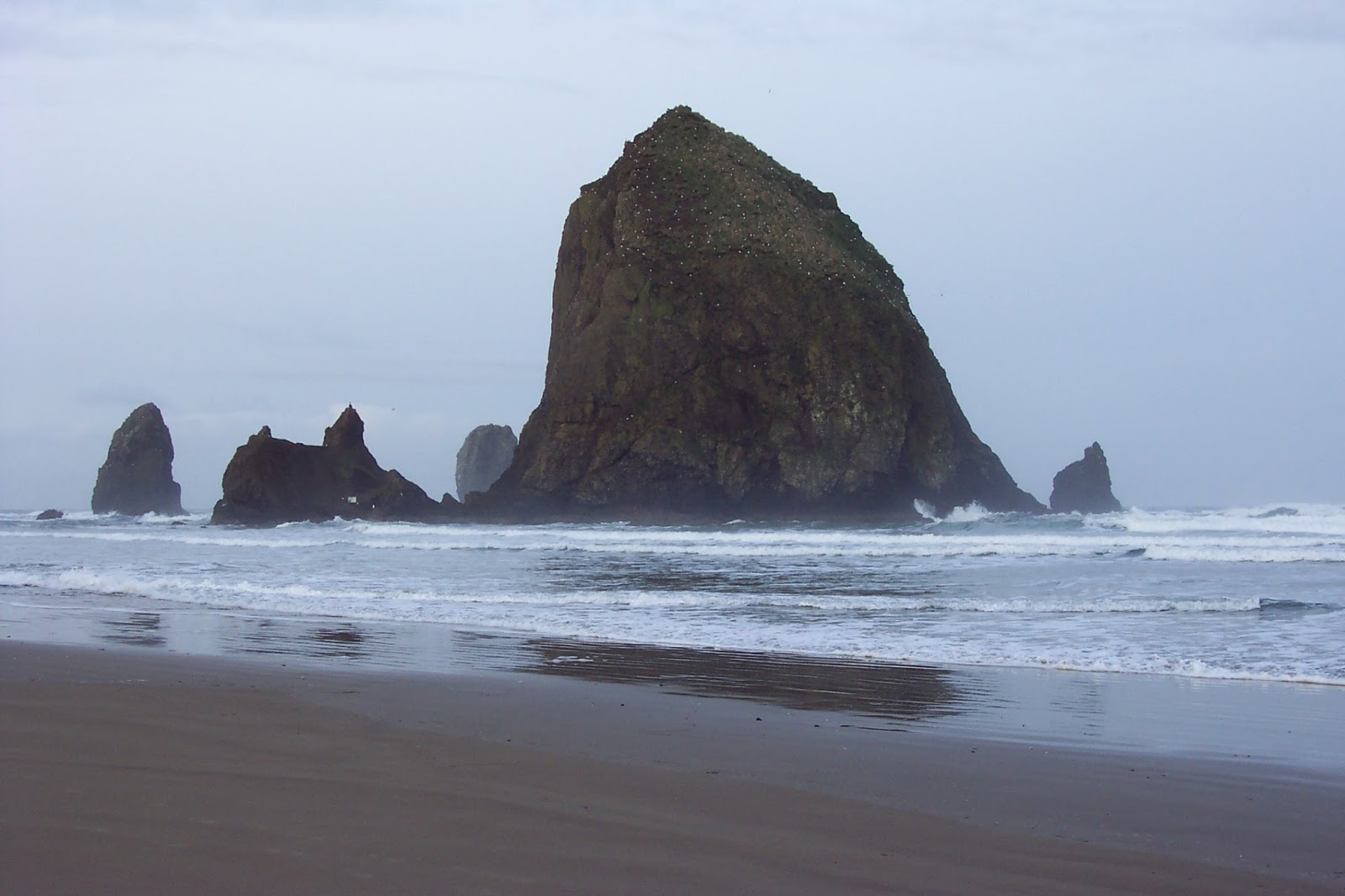 Life in the Intertidal Zone