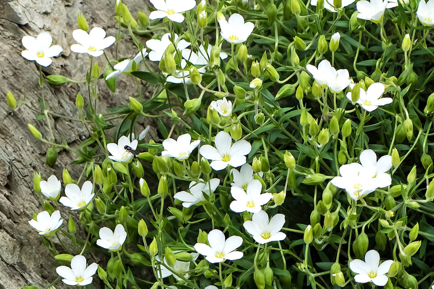 Flores y Paisajes de Asturias : Arenaria montana