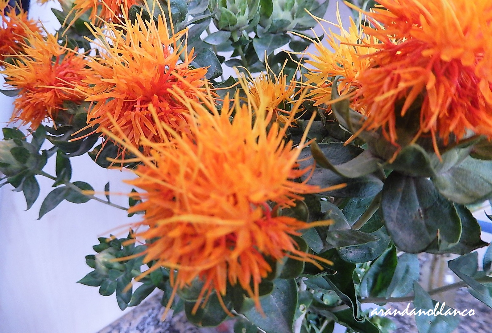 arbustosensevilla-encinarosa: Carthamus tinctorius – Cártamo - Alazor ...