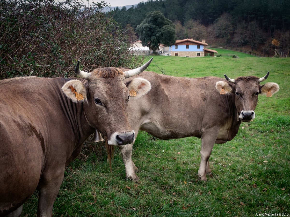 Vacas ~ Fotografía Juanjo Mediavilla