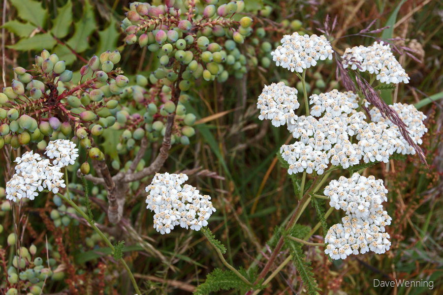 Native Plant Gardening: Yarrow