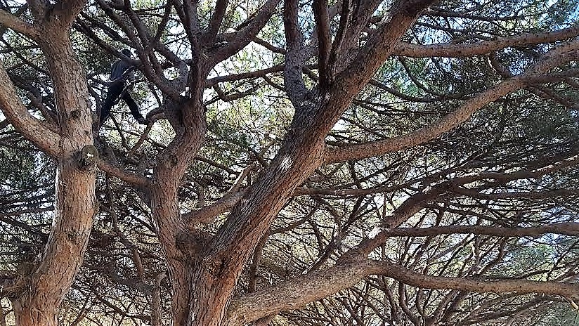 HOW TO GROW THE STONE PINE - Pinus picea |The Garden of Eaden