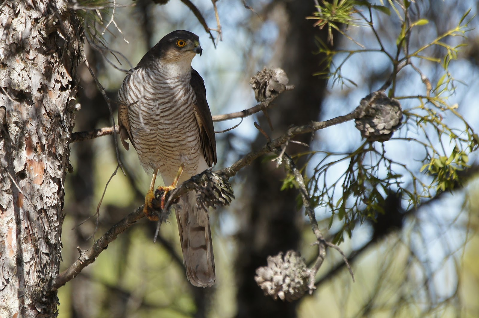 Pasión por las aves: Gavilán común.(Accipiter nisus)