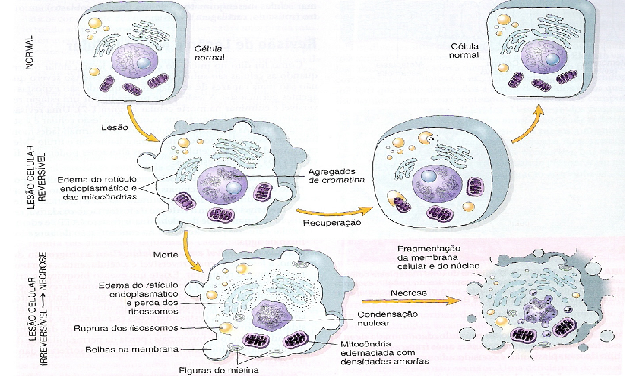 LAICI - Laboratório de Investigação de Câncer e Inflamação: Lesões ...