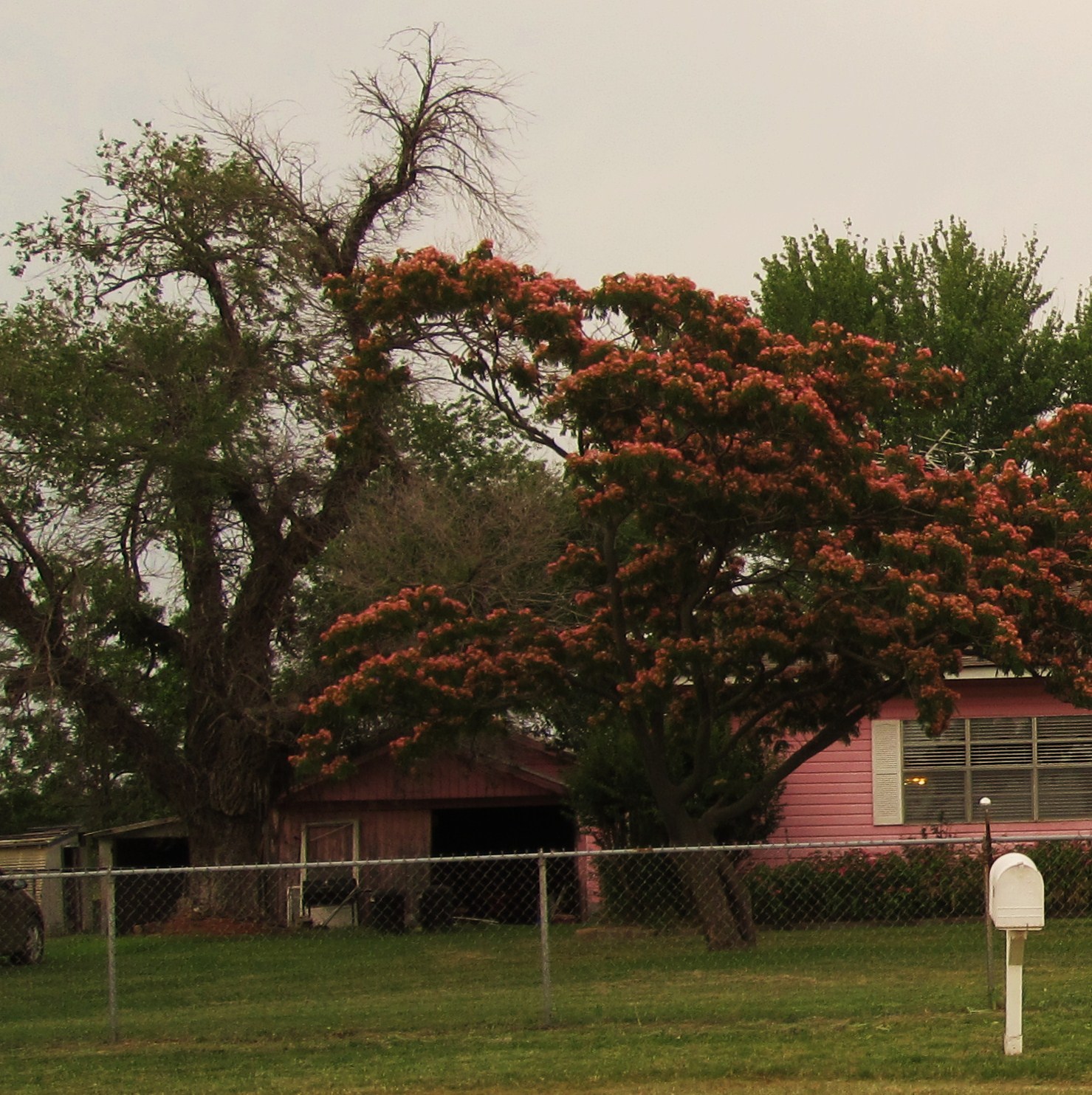 Faith_Family_Farm: The Tragedy Memorialized by a Chinese Elm Tree