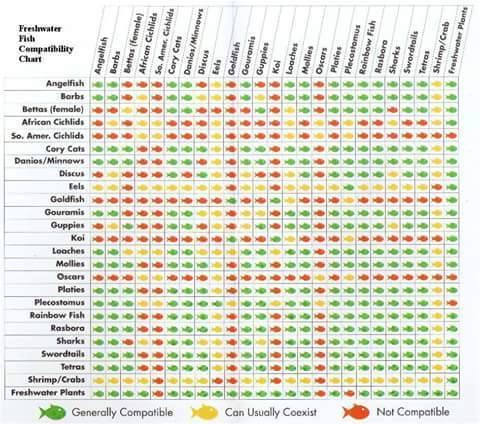 Freshwater fish compatibility chart