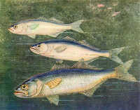 Pasiunea Pescuitului: Lufarul