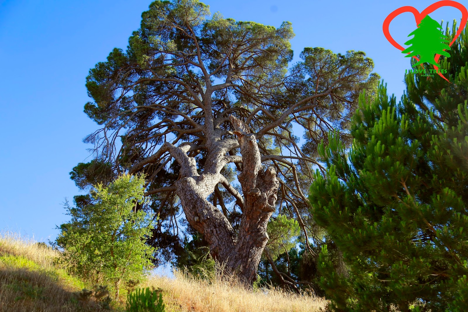 LoveTrees Project: Pinheiro das Areias - O maior Pinheiro-manso de Portugal