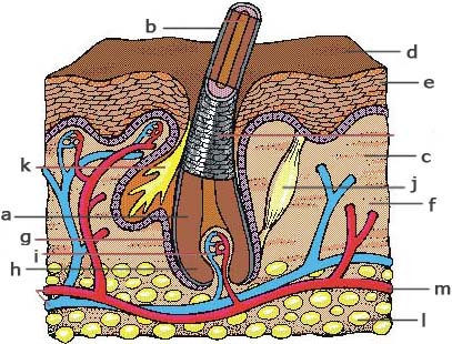 El Cabello y Pelo | Cabello y Pelo