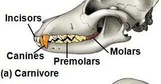The Palaeo Post: Mammalian Dentition