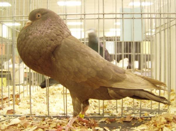 Horseman Pouter-cropper Pigeons - Pigeons fall